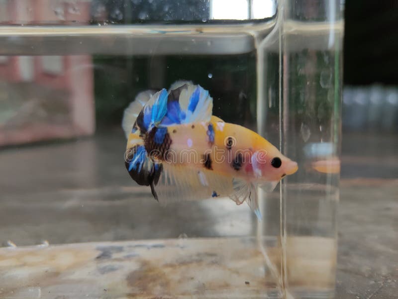 Multi colour Betta fish stock photo. Image of multi - 277124816
