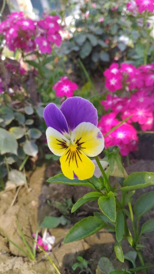 Multi colour flower stock photo. Image of yellow, multi - 134014634