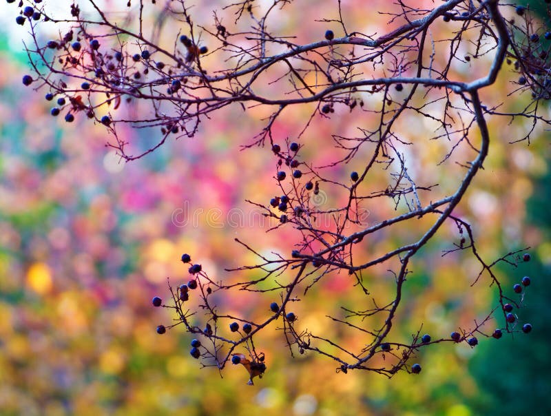 Multi-colour Leaves and Trees Stock Photo - Image of multicolour, cloud ...