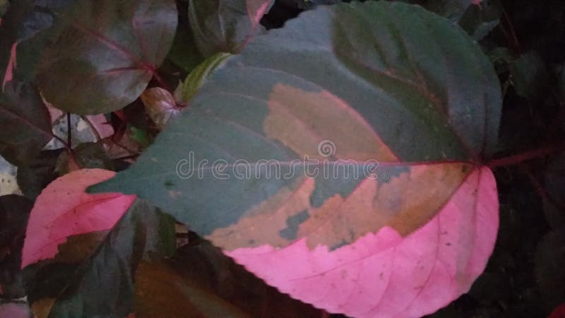 Multi Colour Love Shape Leaf Stock Image - Image of love, leaf: 165546495