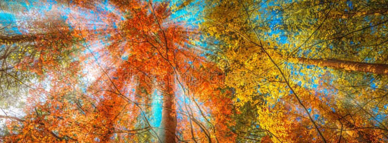 Multi Colour Trees in the Autumn Forest Stock Image - Image of orange ...