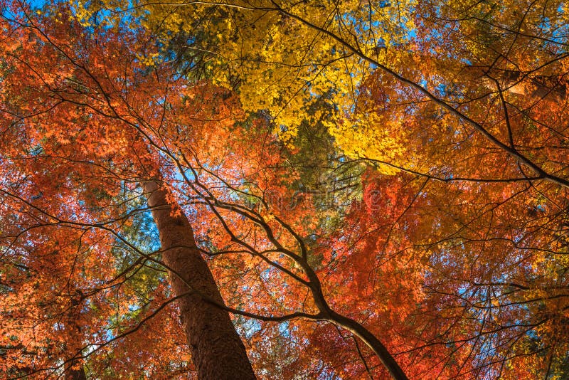 Multi Colour Trees in the Autumn Forest Stock Image - Image of rays ...