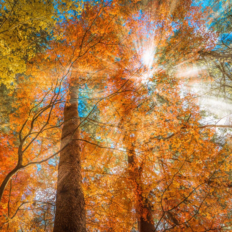 Multi Colour Trees in the Autumn Forest Stock Photo - Image of beams ...