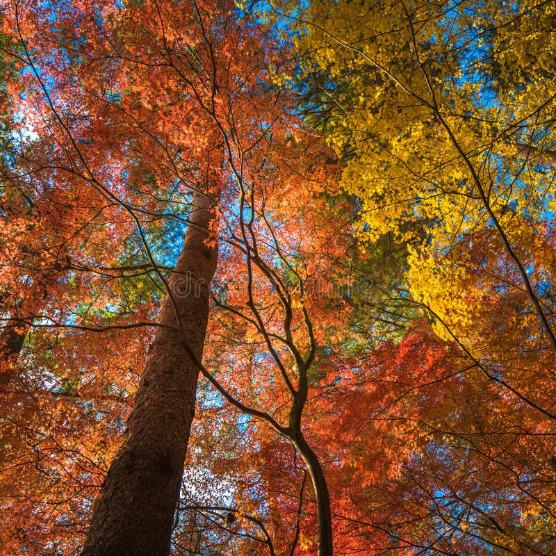 Multi Colour Trees in the Autumn Forest Stock Image - Image of outdoors ...