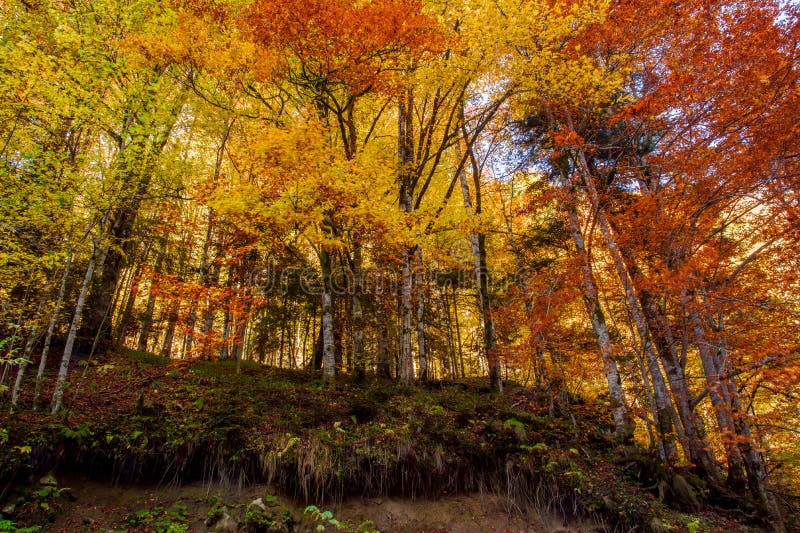 Multi Colour Trees in the Autumn Forest Stock Image - Image of ...