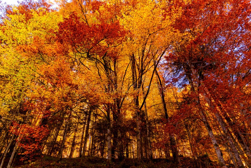 Multi Colour Trees in the Autumn Forest. Stock Photo - Image of dirt ...