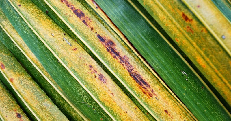 Multi-colour Tropical Coconut Leaves on Close-up Texture Background ...