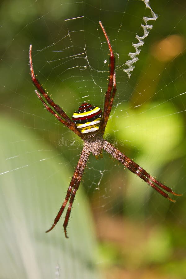 Multi-coloured Argiope Spider, Beauty Insect on Web Stock Photo - Image ...