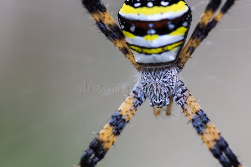 Multi-colored Argiope Spider In Nature Stock Image - Image of coloured ...