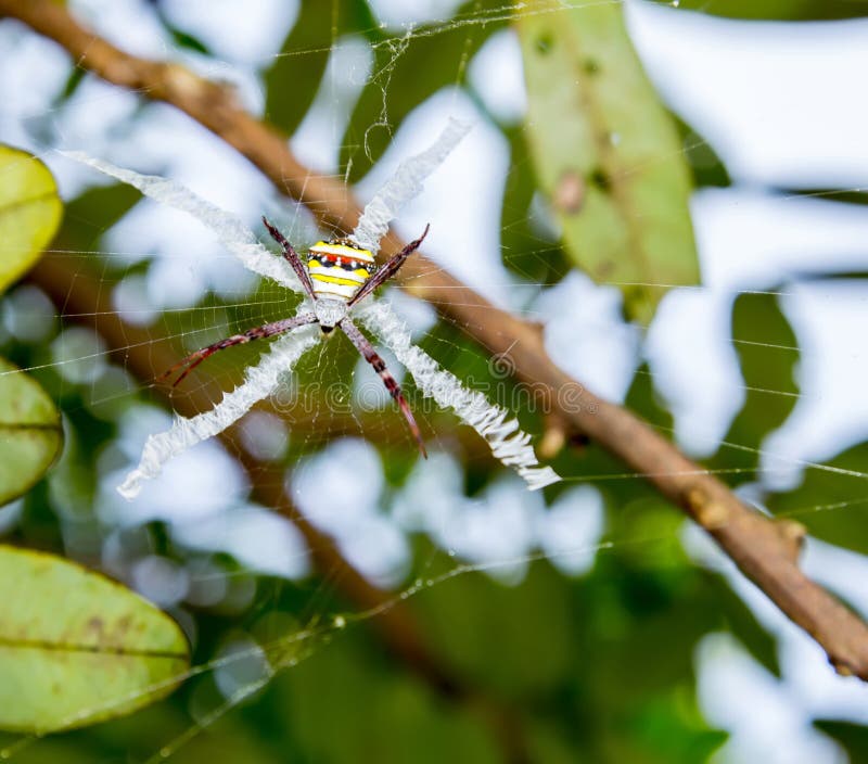 Multi-colored Argiope Spider In Nature Stock Image - Image of coloured ...