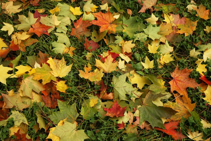 Multi-coloured Autumn Leaves L Stock Photo - Image of light, drop: 1426496