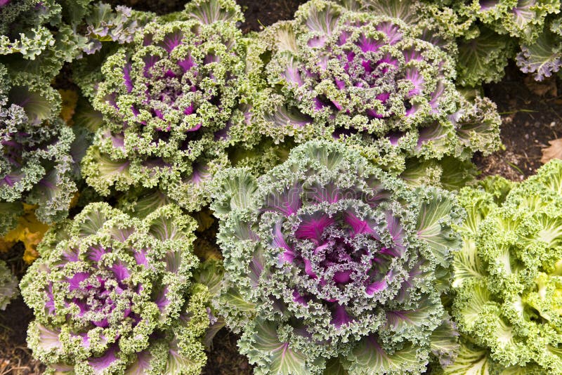 Multi-coloured cabbage stock photo. Image of foliage - 11954400