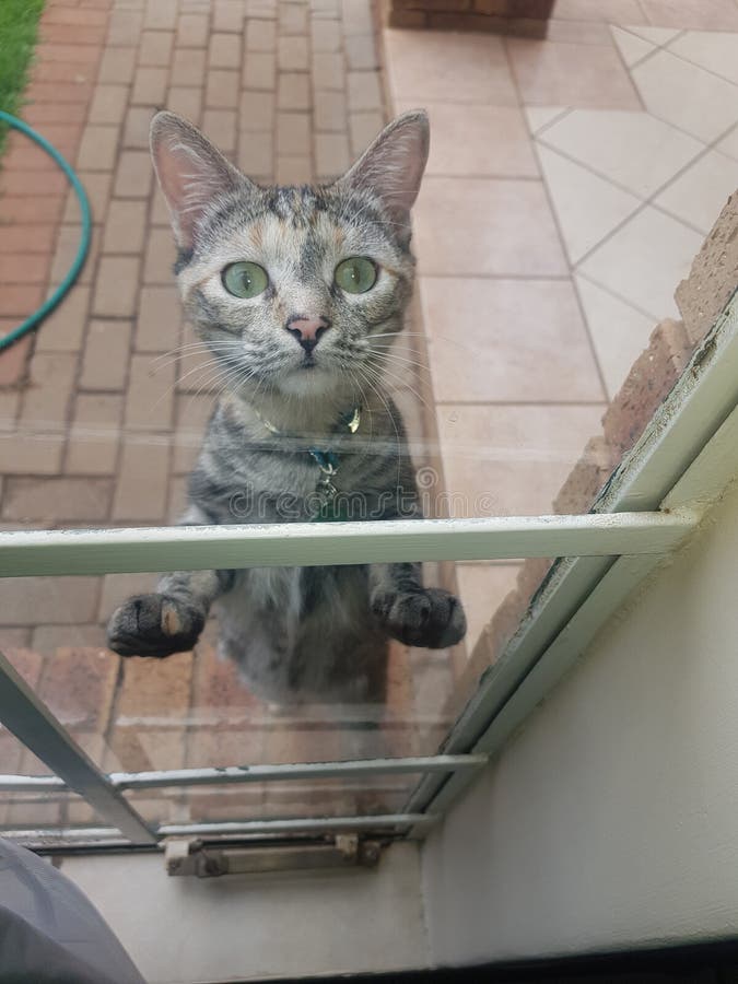 Multi Coloured Cat Looking through a Window Stock Photo - Image of eyes ...