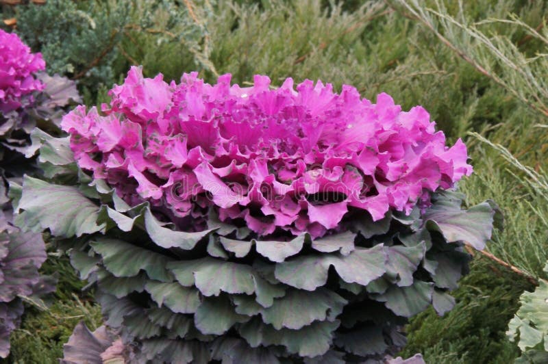 Multi-coloured Decorative Cabbage Stock Photo - Image of organic ...