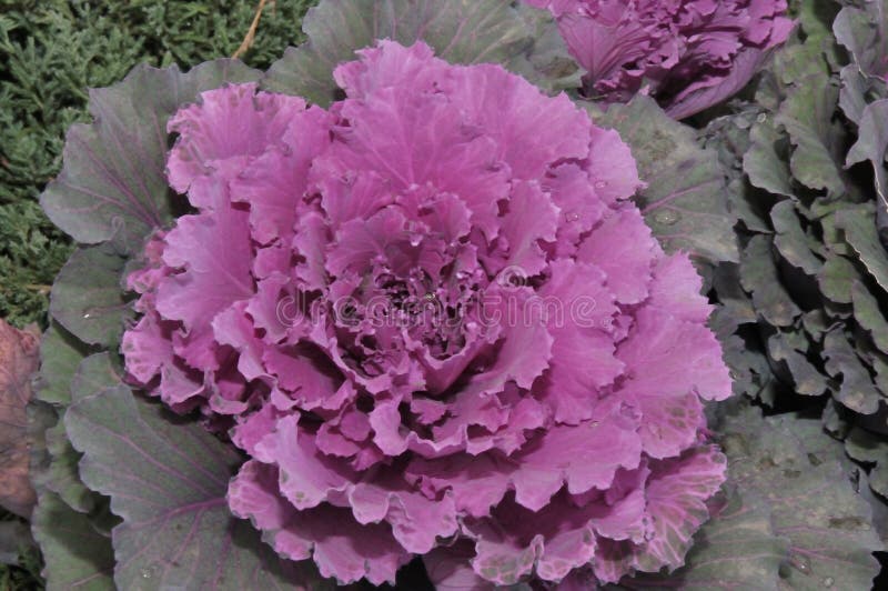 Multi-coloured Decorative Cabbage Stock Image - Image of leaf, natural ...