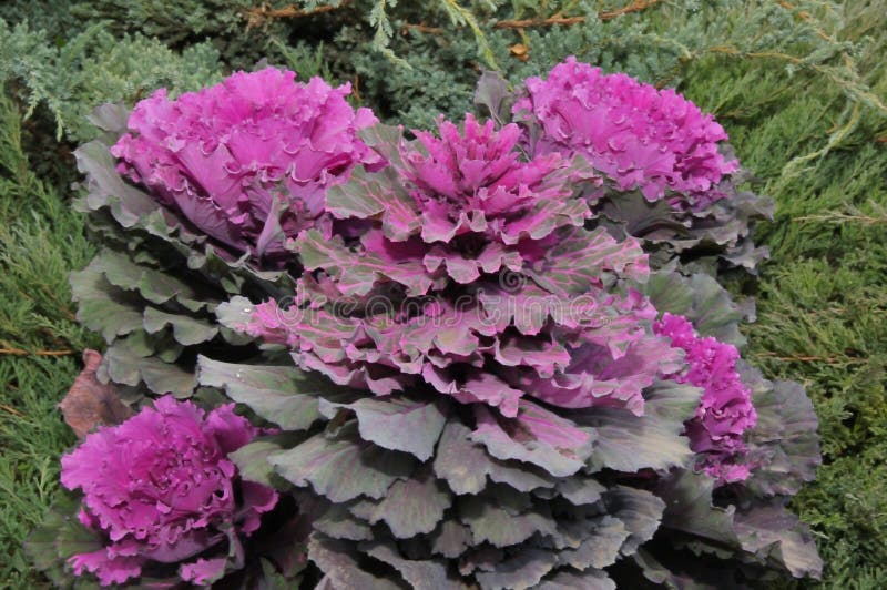 Multi-coloured Decorative Cabbage Stock Image - Image of curly, colored ...