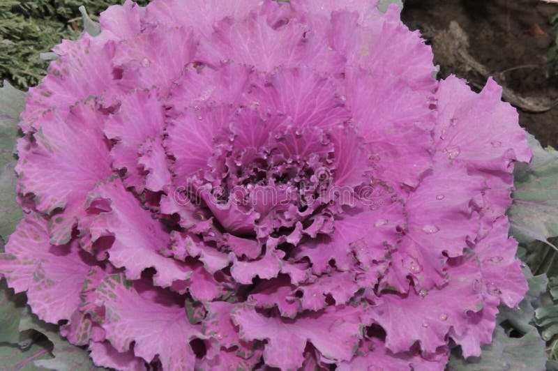 Multi-coloured Decorative Cabbage Stock Photo - Image of autumn ...