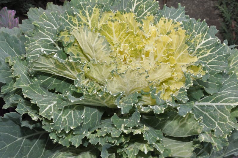 Multi-coloured Decorative Cabbage Stock Photo - Image of leaf, multi ...