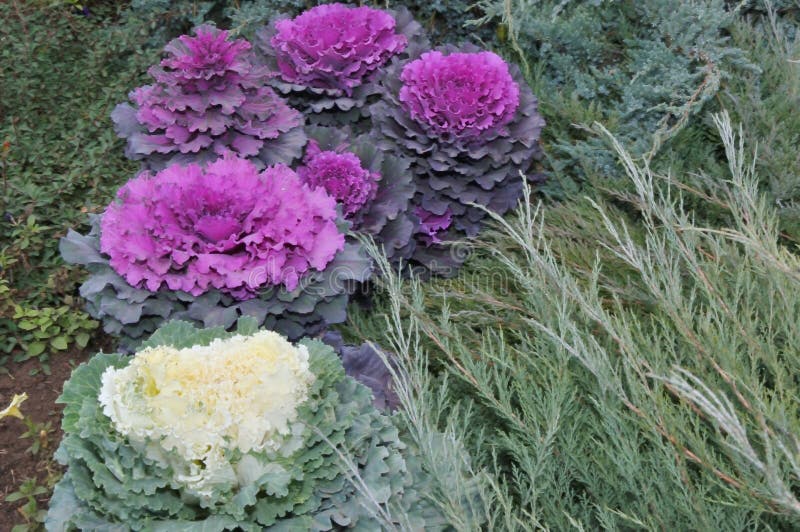 Multi-coloured Decorative Cabbage Stock Photo - Image of multi ...