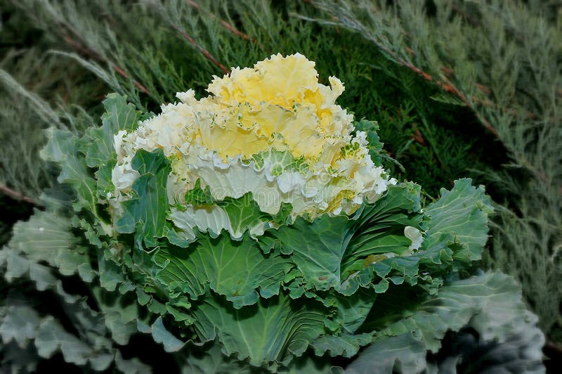 Multi-coloured Decorative Cabbage Stock Photo - Image of design ...