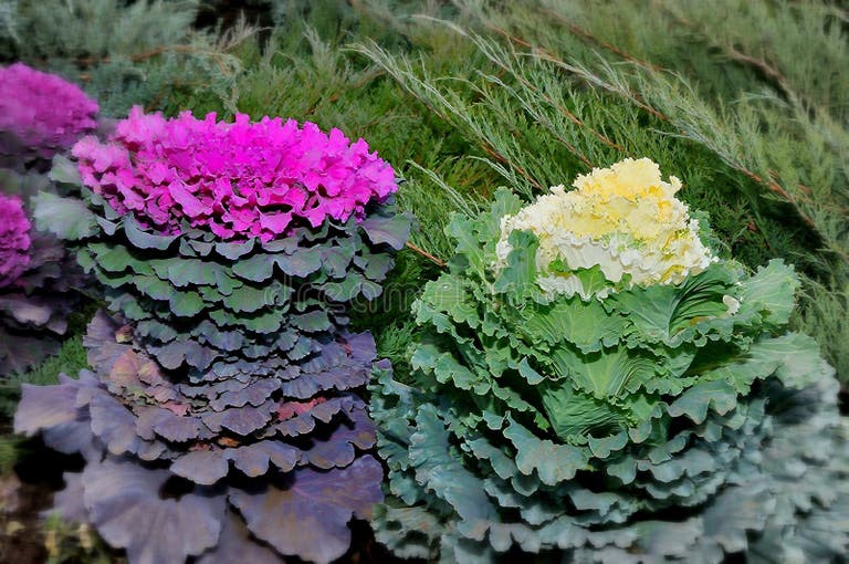 Multi-coloured Decorative Cabbage Stock Image - Image of curly ...