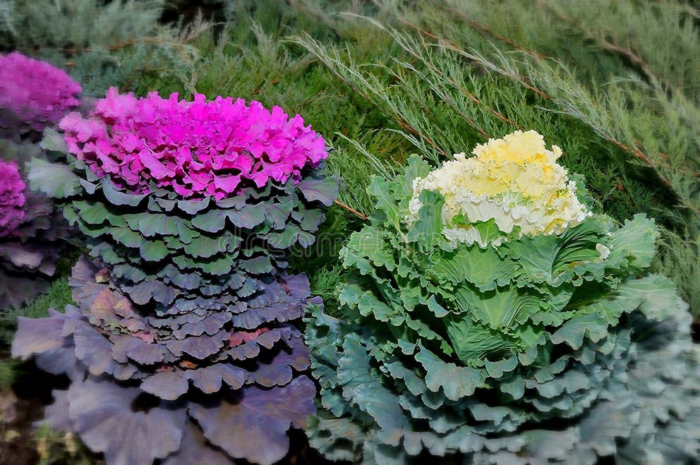 Multi-coloured Decorative Cabbage Stock Image - Image of curly ...