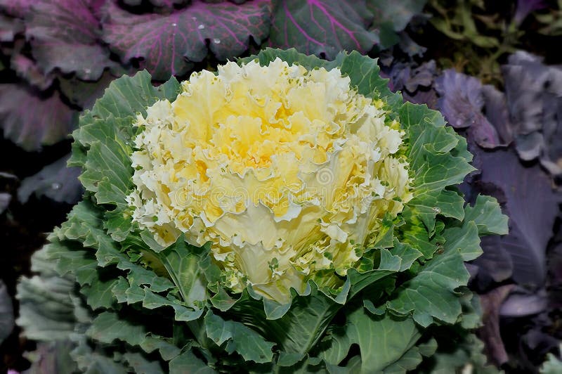 Multi-coloured Decorative Cabbage Stock Photo - Image of freshness ...