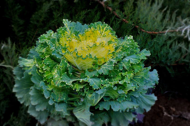 Multi-coloured Decorative Cabbage Stock Photo - Image of seasonal ...