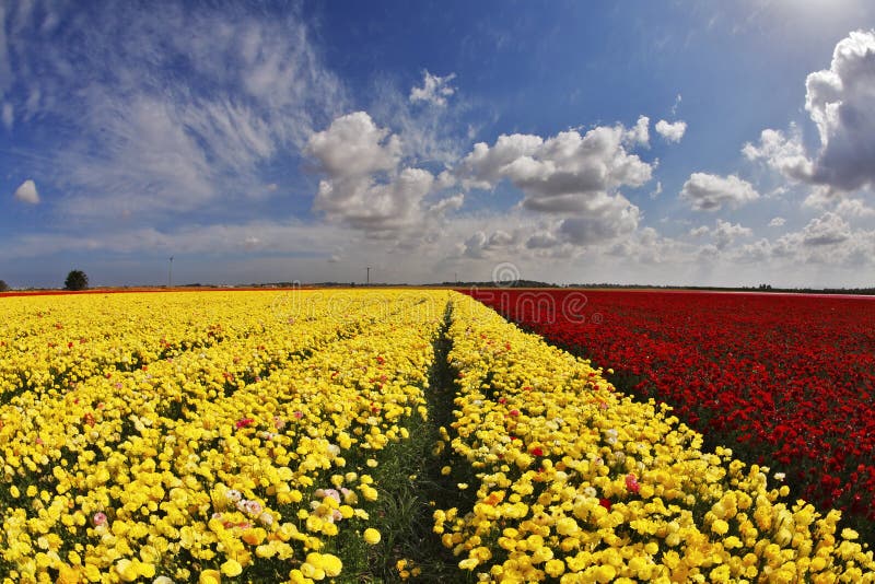 The Multi-coloured Field Flowers Buttercups Stock Photo - Image of ...