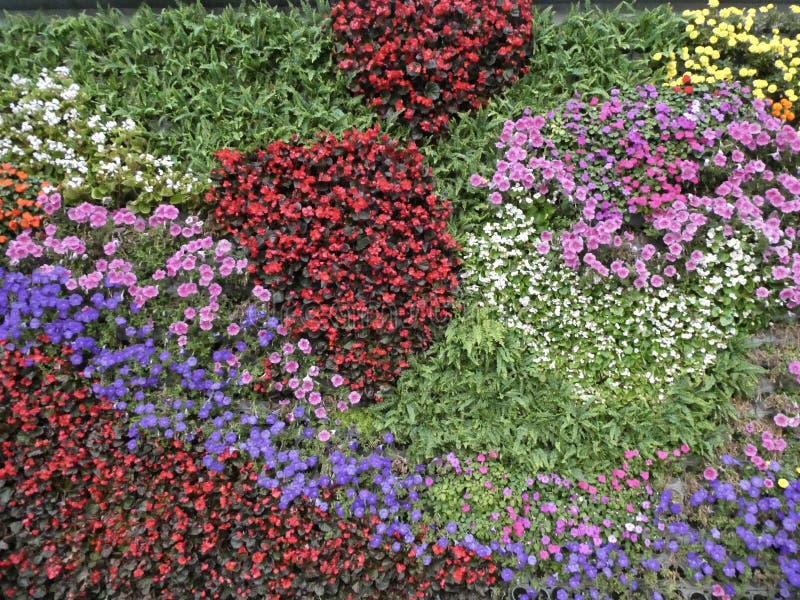 Multi Coloured Flowers in a Bed in Shanghai, China. October 2018. Stock ...