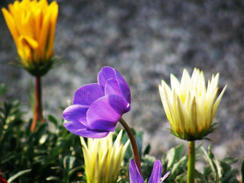 Beautiful Colours of the Spring Stock Image - Image of brick, botanical ...