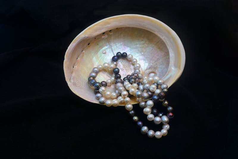 Pearly Shell with Brown Spots Design on White Background Stock Image ...