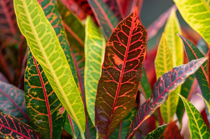 Multi Colored Leaves of Codiaeum Petra Plant, Mauritius Stock Image ...