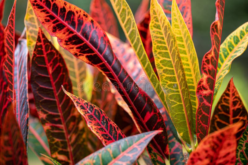 Multi Colored Leaves of Codiaeum Petra Plant, Mauritius Stock Image ...