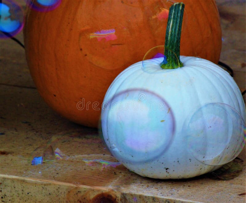 Pumpkin bubbles stock photo. Image of natural, orange - 81769414