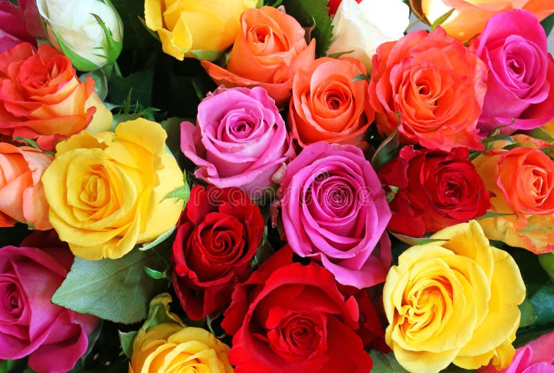 Multi Coloured Roses for Background. Stock Photo - Image of multi ...