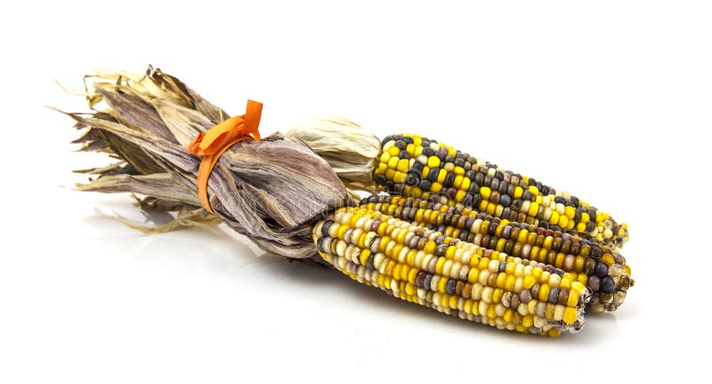 Multi Coloured Sweet Corn Cobs Stock Photo - Image of background ...