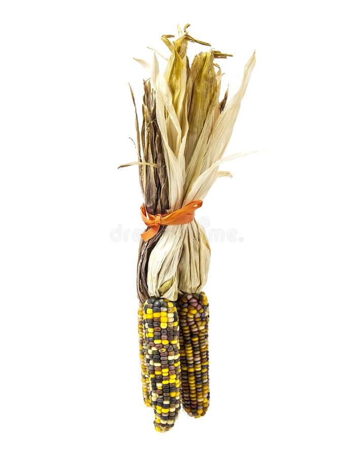 Multi Coloured Sweet Corn Cobs Stock Photo - Image of autumn, energy ...