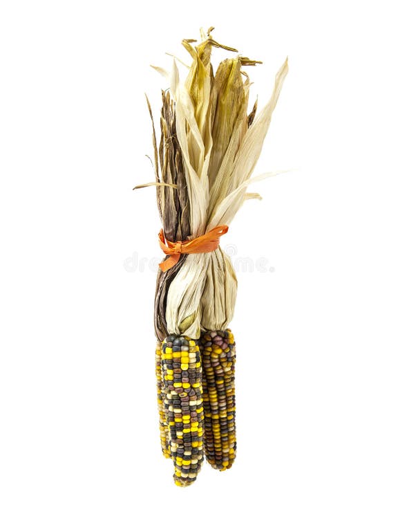 Multi Coloured Sweet Corn Cobs Stock Photo - Image of autumn, energy ...