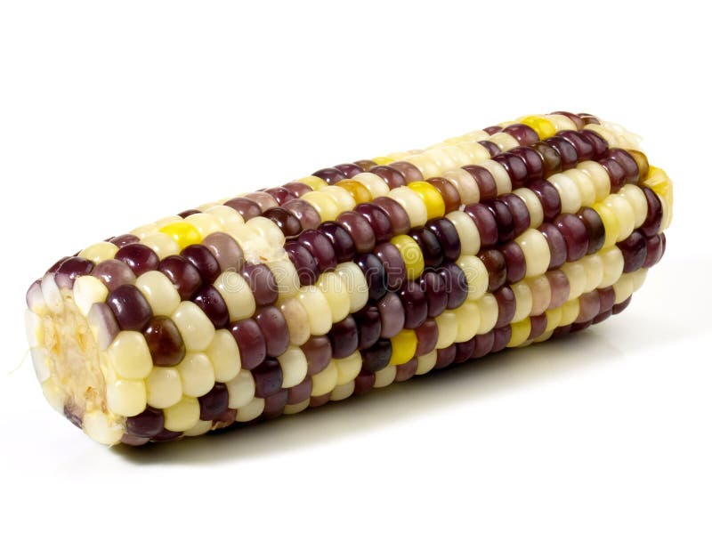 Multi Coloured Sweet Corn Cobs White Background - Isolated Stock Image ...