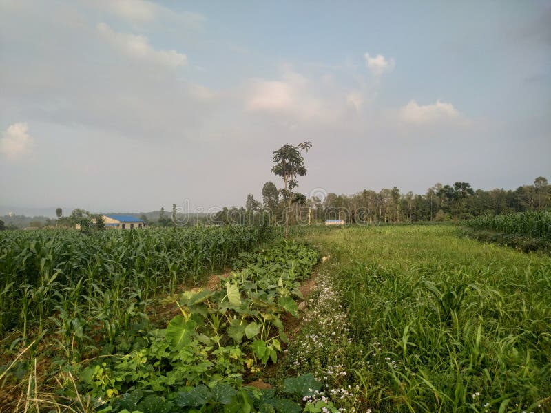 Summer Landscape: Multi Cropping Practice with Agroforestry System ...