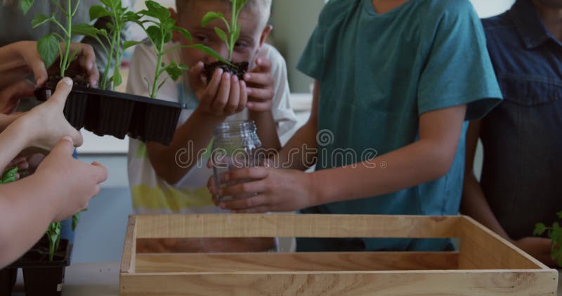 Two Boys Planting Plants in the Class Stock Video - Video of child ...