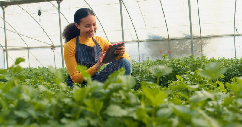 Multi-ethnic Woman Checks Crop Quality, Records in Digital Tablet, Farm ... Multi-ethnic Woman Checks Crop Quality, Records in Digital Tablet, Farm ...