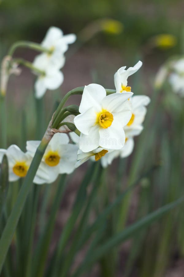 A Multi-flowered White Daffodil Blooms in a Flower Bed, Multi Headed ...