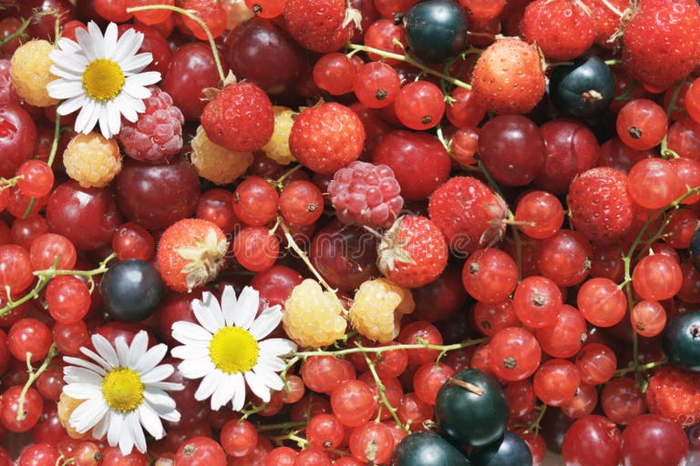 Multi frutas foto de stock. Imagem de vermelho, margarida - 20367988