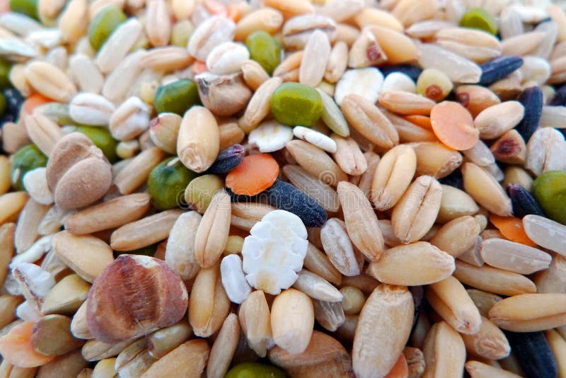 Multi grain meal stock photo. Image of fibre, green, colourful - 21109466