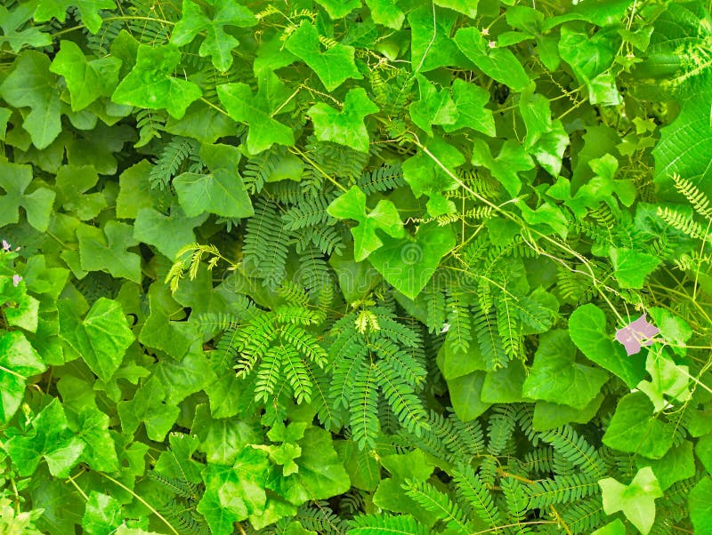 Multi Green LeafBackground Design Stock Image - Image of food, leaf ...