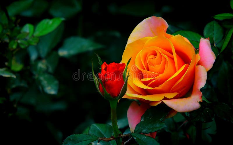 Orquídeas Coloreadas Multi Hermosas Imagen de archivo - Imagen de ...