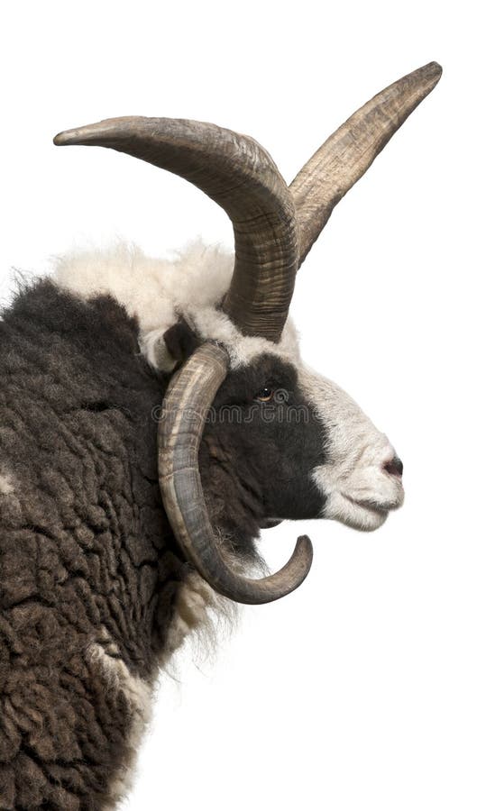 134 Ram Side Profile Stock Photos - Free & Royalty-Free Stock Photos ...