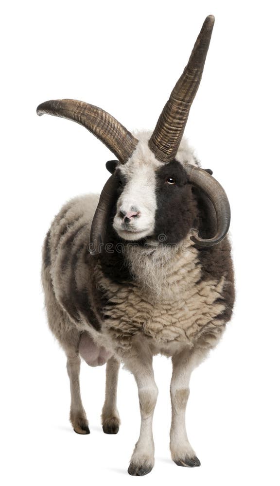 9,972 Aries Stock Photos - Free & Royalty-Free Stock Photos from Dreamstime